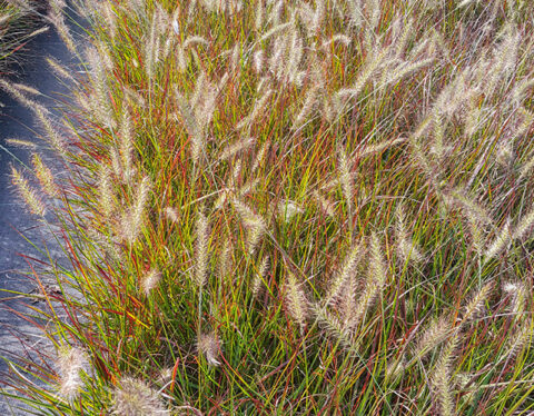 Doorn Planten | Siergrassen
